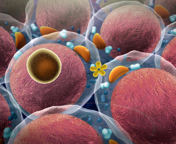 Structure Of An Animal Cell Gcse Differentiation Animal Plant Stem 