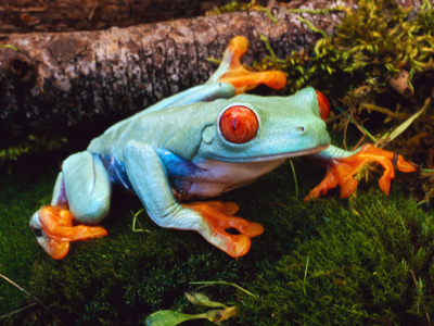 GCSE cloning - making identical copies or living organisms