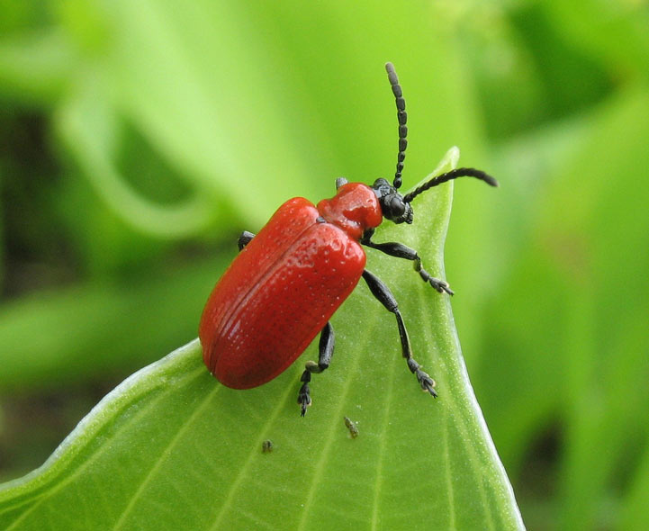 Garden Pest Quiz Including Questions About Insects Bugs And Beetles Garden Pest Quiz Including Questions About Insects Bugs And Beetles