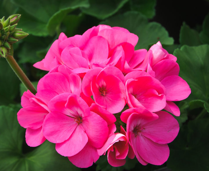 KS1 Plants Structure And Parts Of Flowering Plants