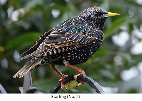 Garden Bird Recognition - Survey of School Children